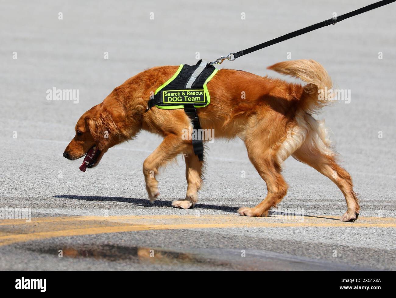 Retriever dog of the canine unit for searching for missing people ...