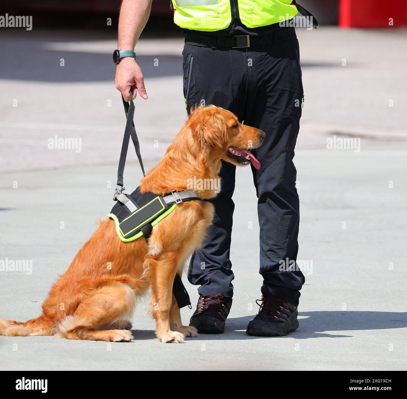 Search-and-rescue dog on leash held by its handler during an important ...