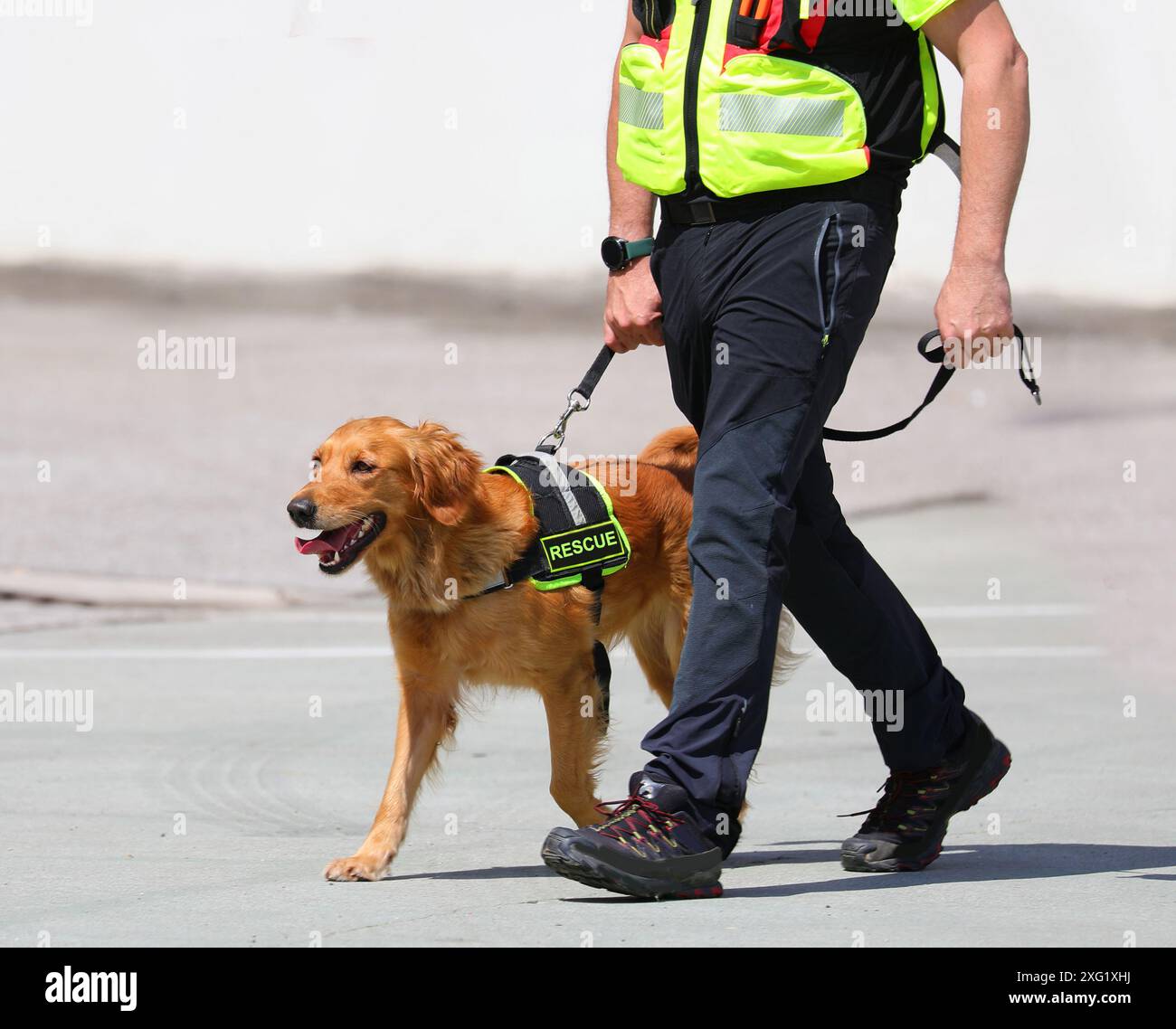 Trained molecular detection dog on the job and its handler during a ...