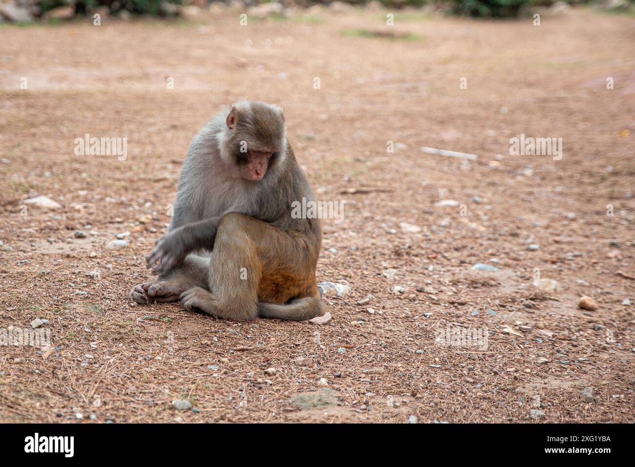 Asian monkey hi-res stock photography and images - Alamy