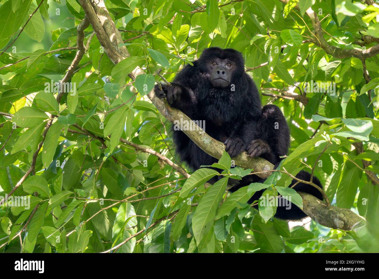 Black Howler Monkey - Alouatta caraya, beautiful long tailed black ...