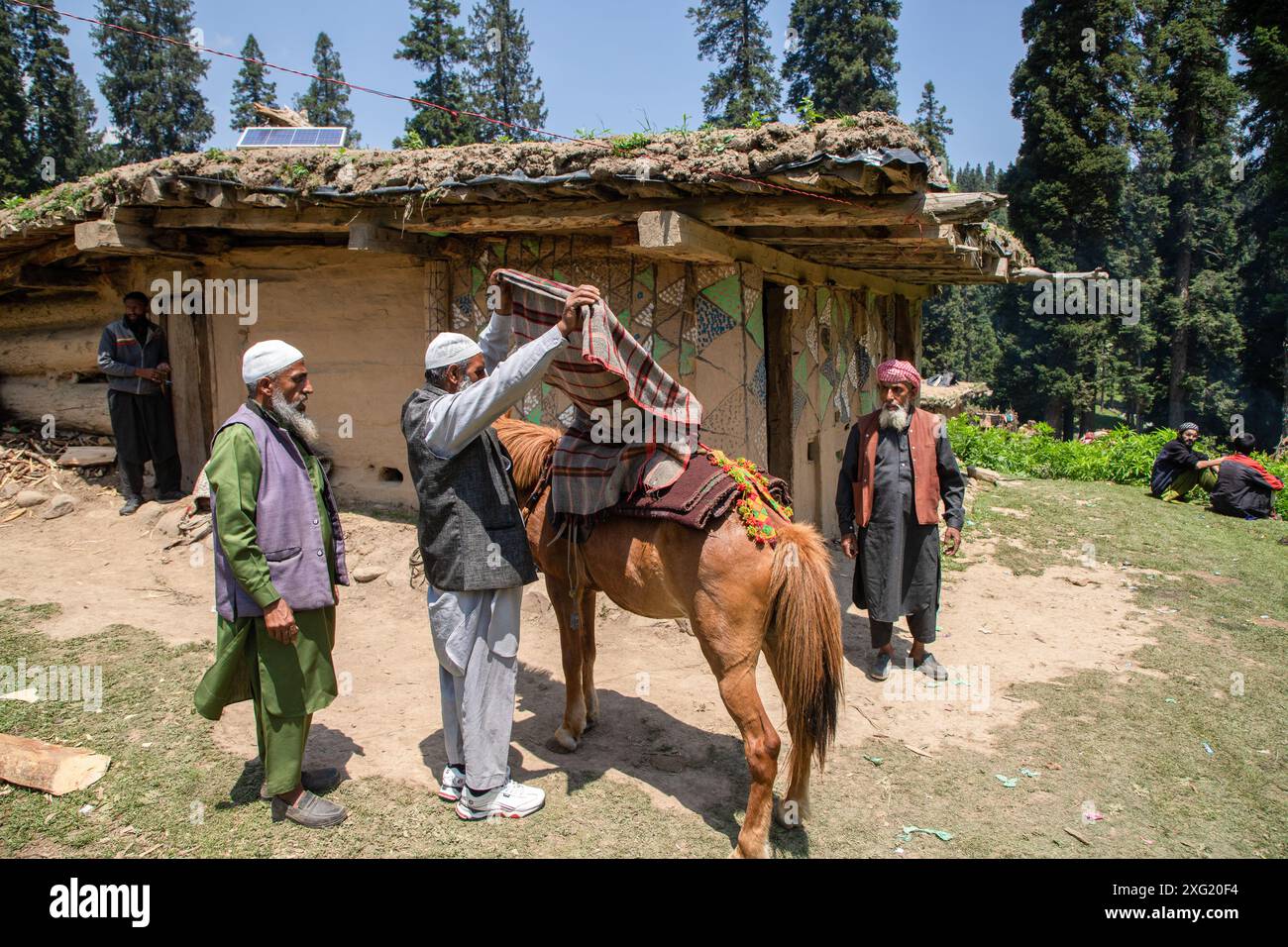 Gujjar (nomad) elderly men prepares a horse for groom before he leaves ...