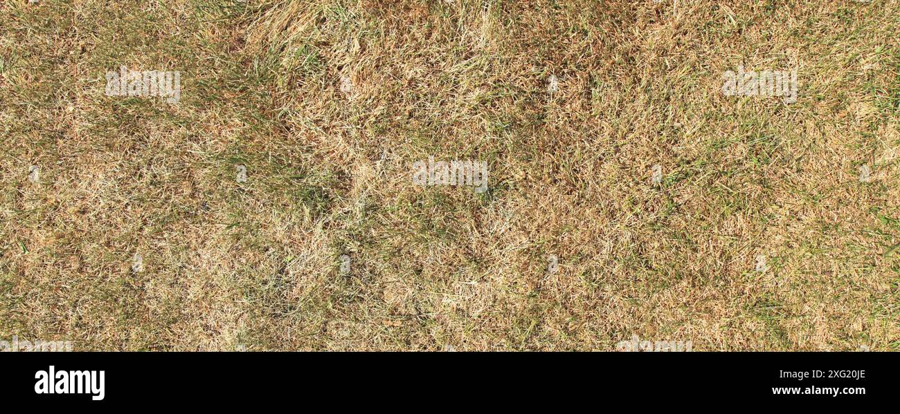 Dry grass. Grass from above, texture, background. Variegated and uneven ...