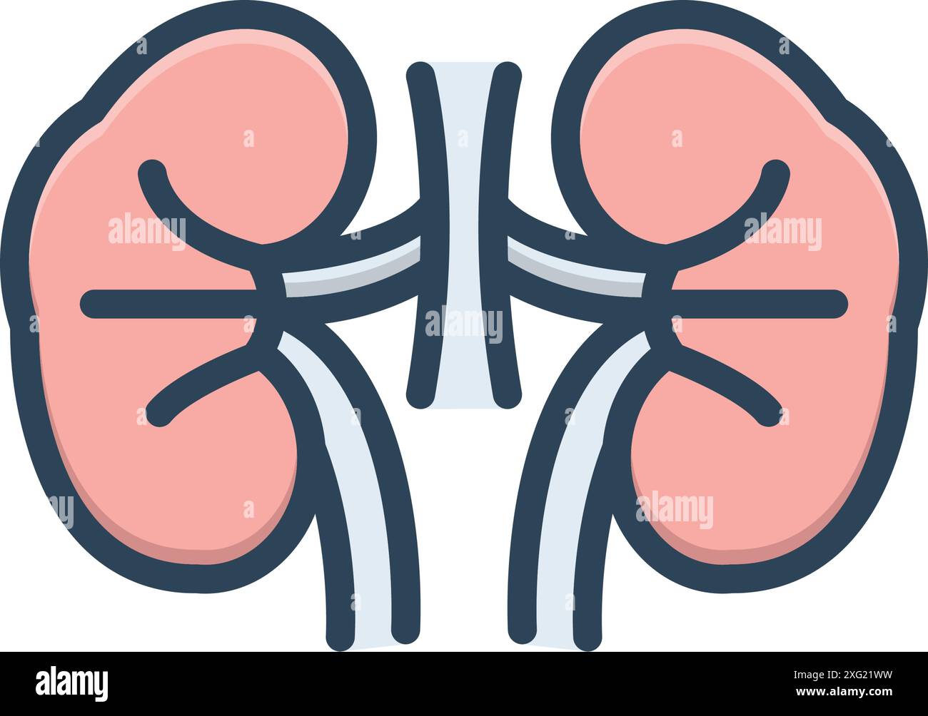 Renal anatomy Stock Vector Images - Alamy