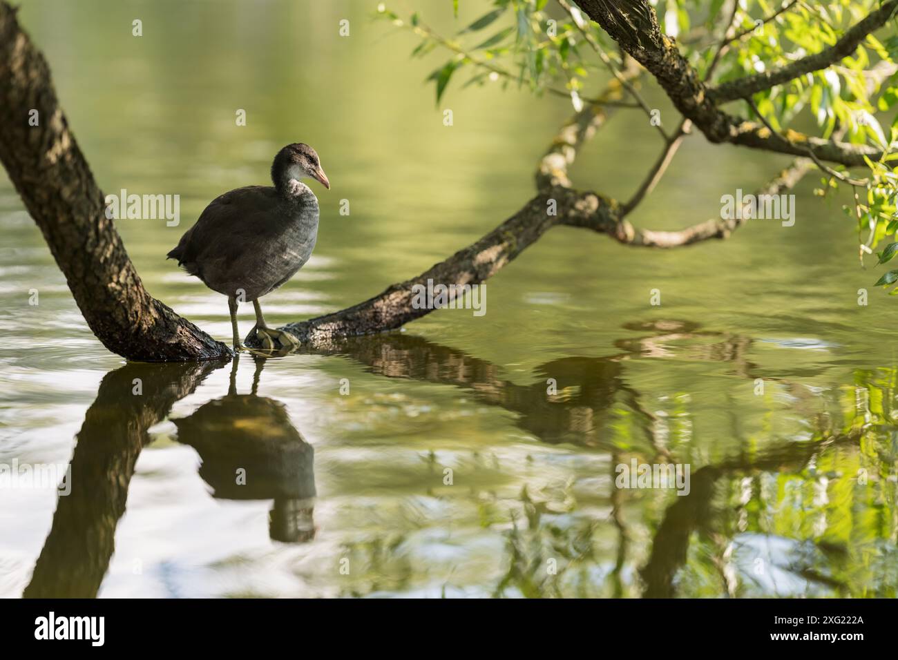 Eurasian coot birds on tree hi-res stock photography and images - Alamy