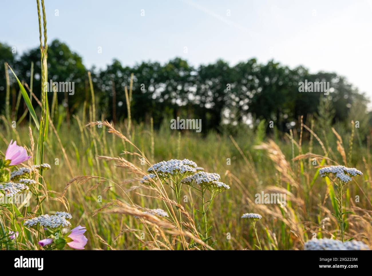 Close-up high resolution photo of field flowers. Wildflower and spring ...
