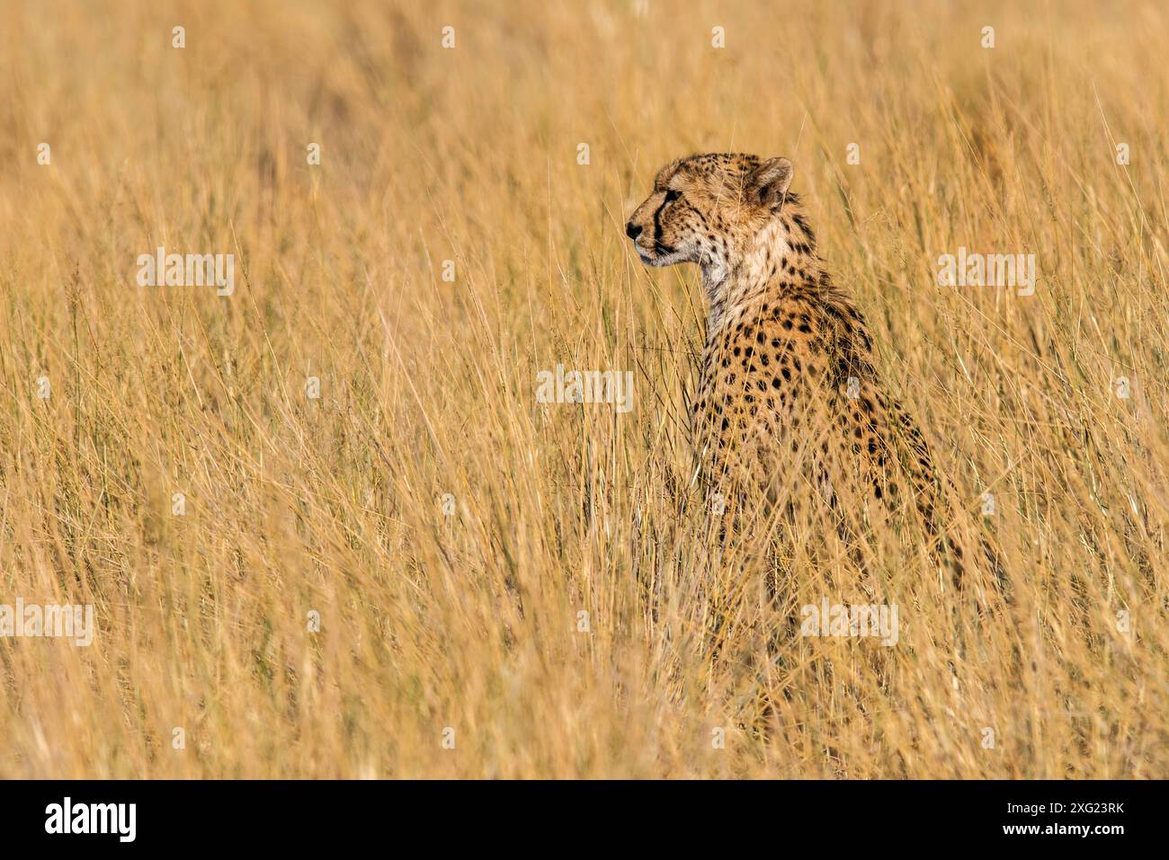 Golden hour cheetah hi-res stock photography and images - Alamy