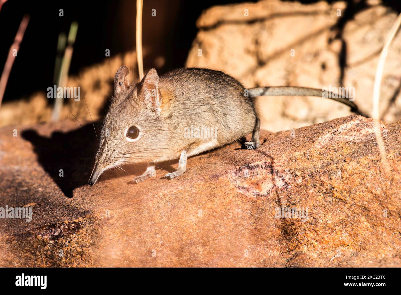 Elephant shrew hi-res stock photography and images - Alamy