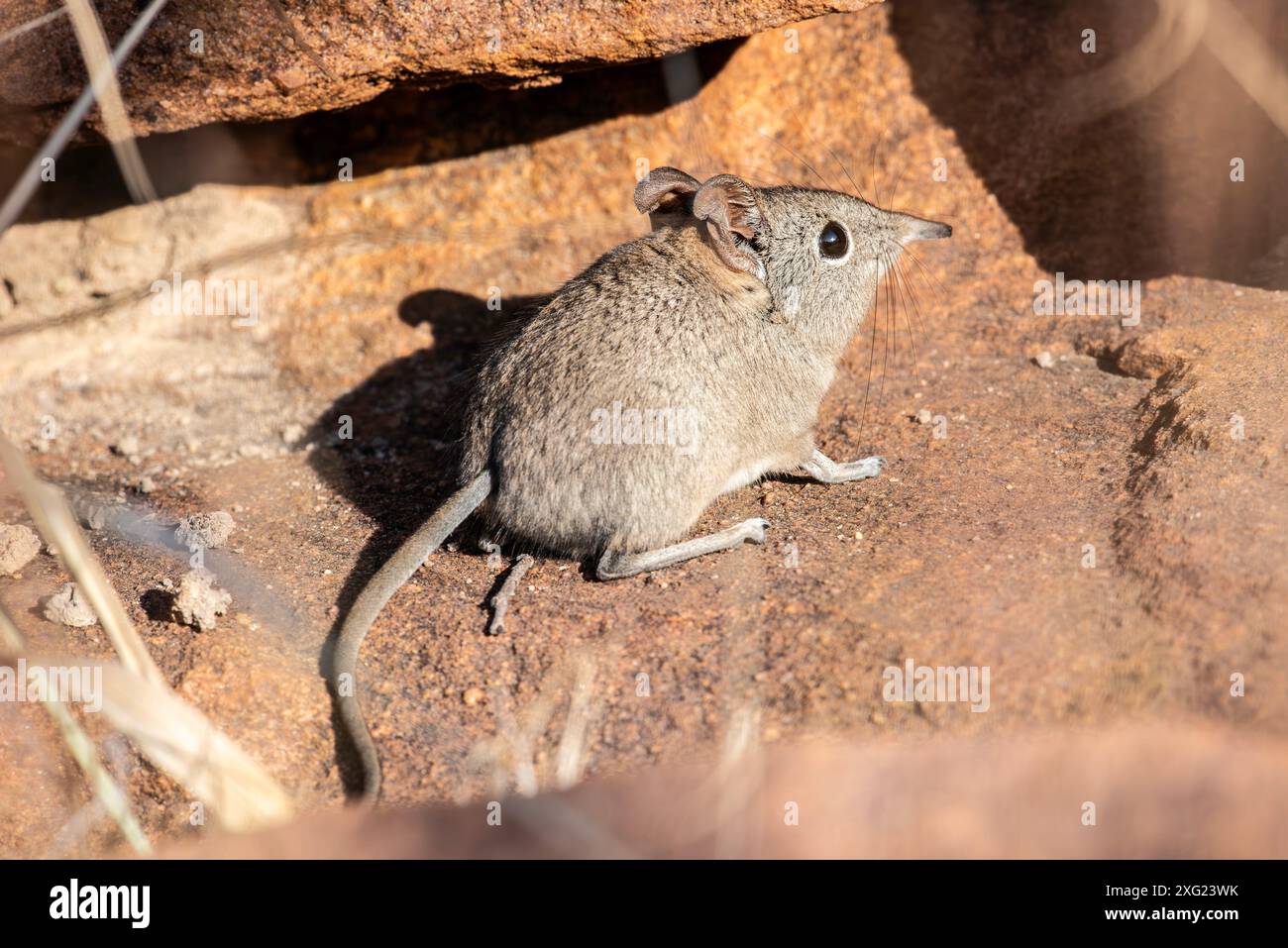Elephant shrew hi-res stock photography and images - Alamy