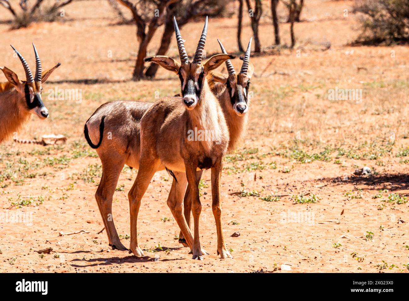 Red hartebeest south africa hi-res stock photography and images - Alamy