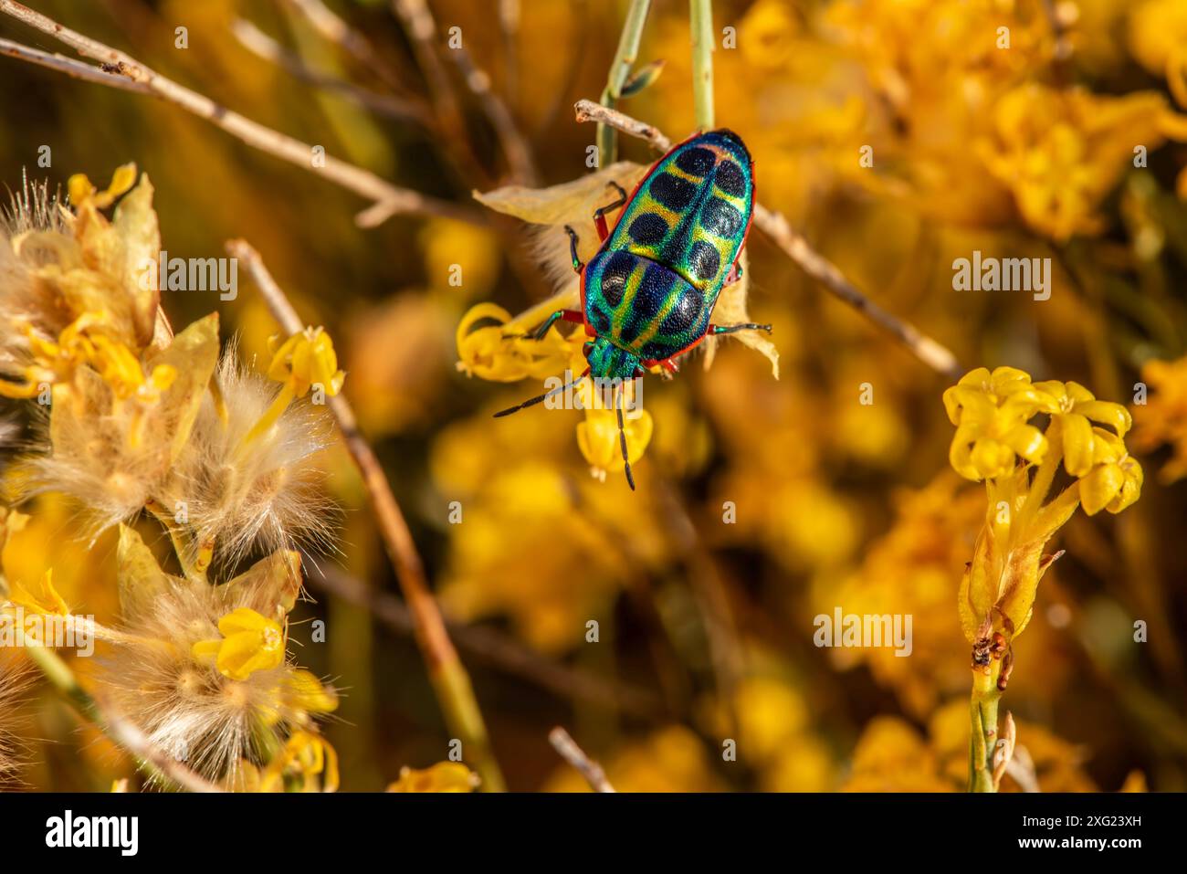Jewel beetle in nature hi-res stock photography and images - Alamy