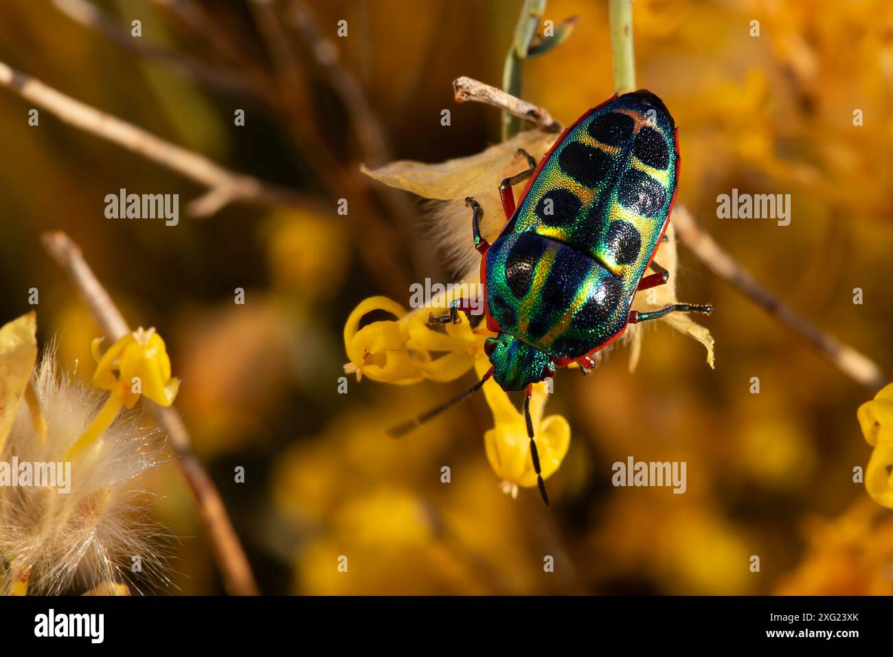 Jewel beetle in nature hi-res stock photography and images - Alamy
