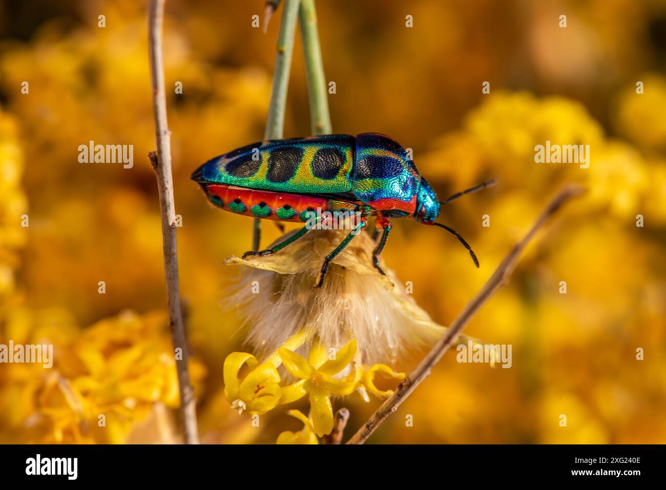 Golden jewel beetle hi-res stock photography and images - Alamy