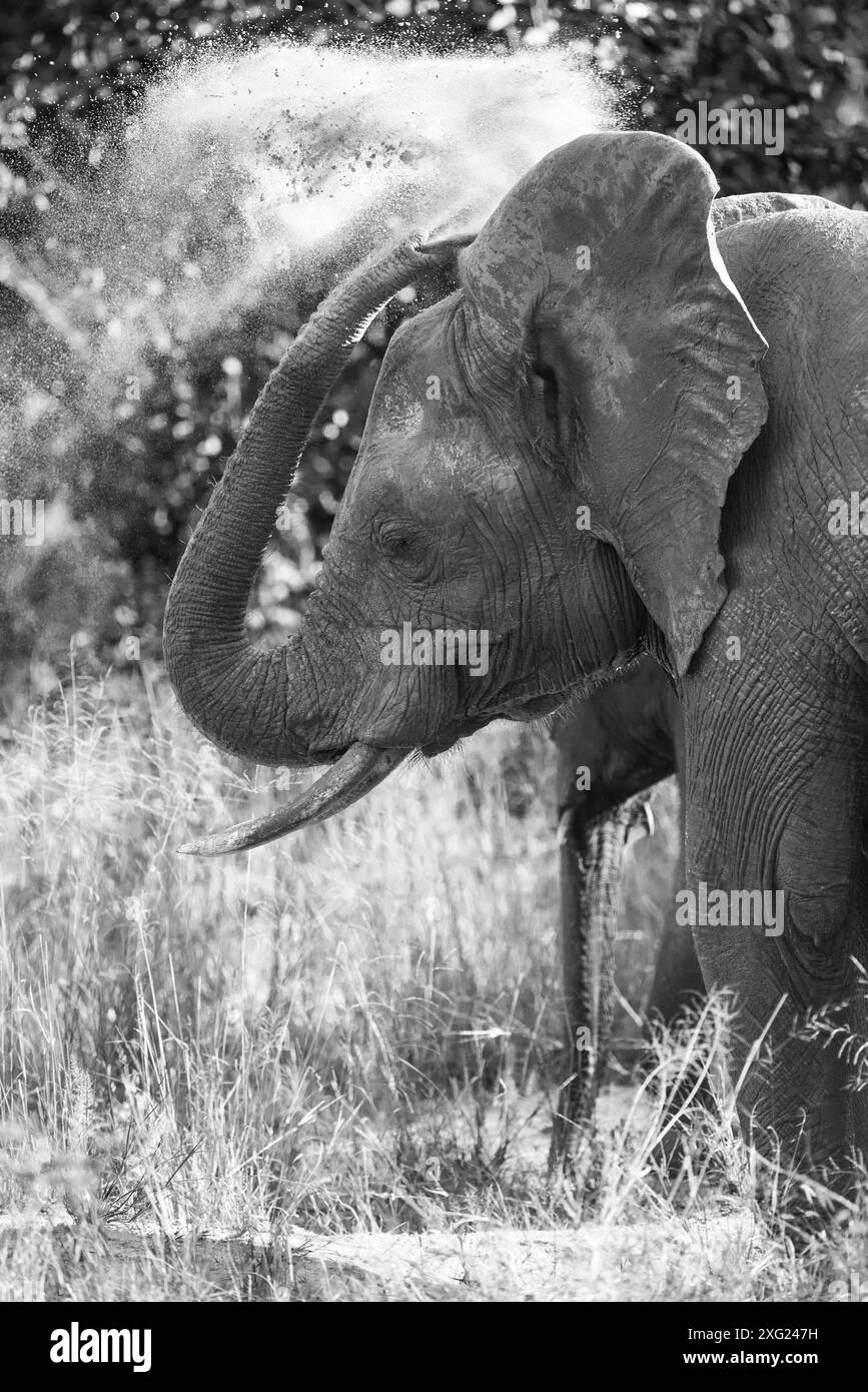 Elephant photography Black and White Stock Photos & Images - Alamy
