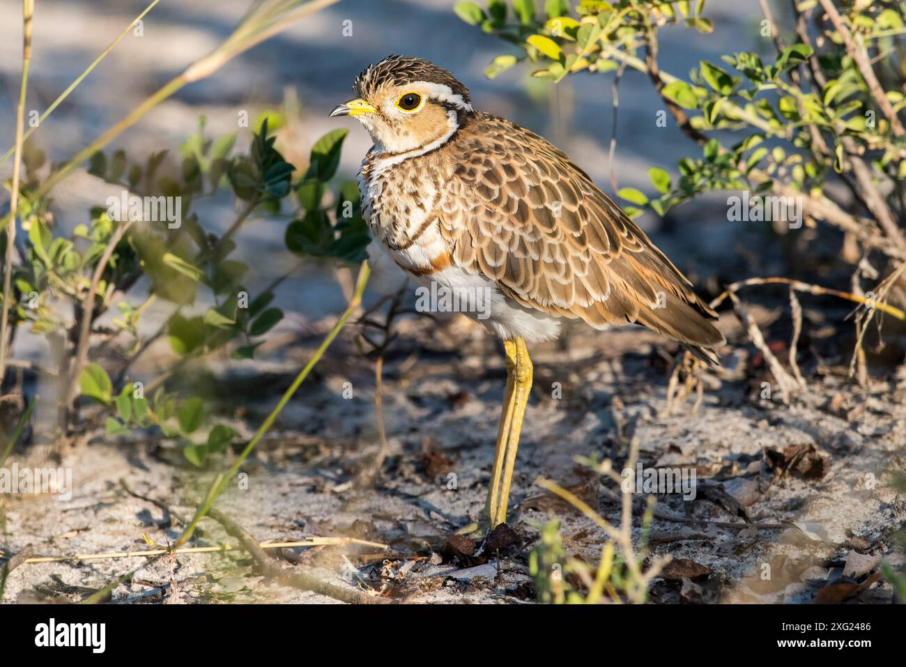Three banded courser hi-res stock photography and images - Alamy