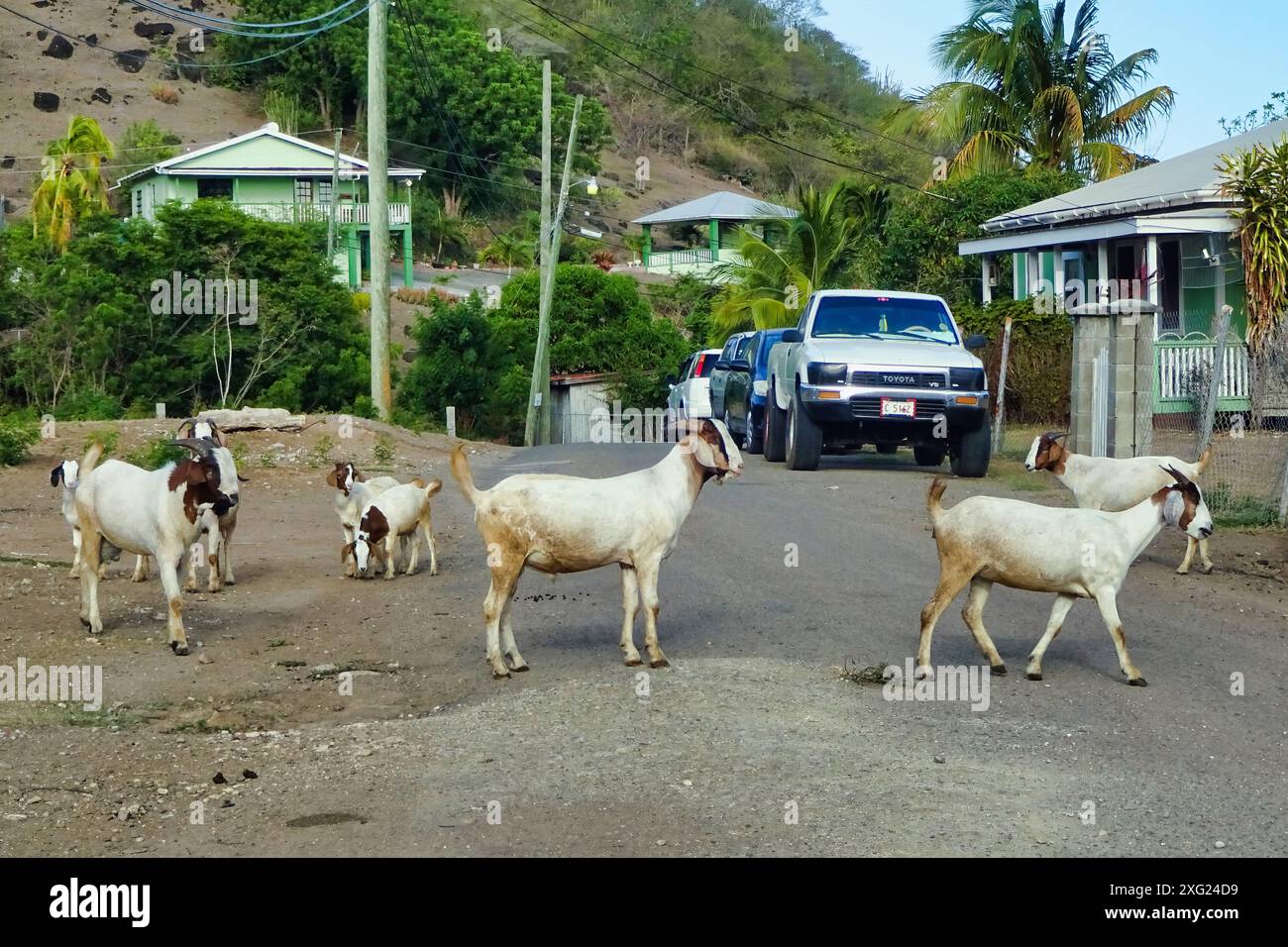 A herd of goats roaming through a remote village on the island of ...