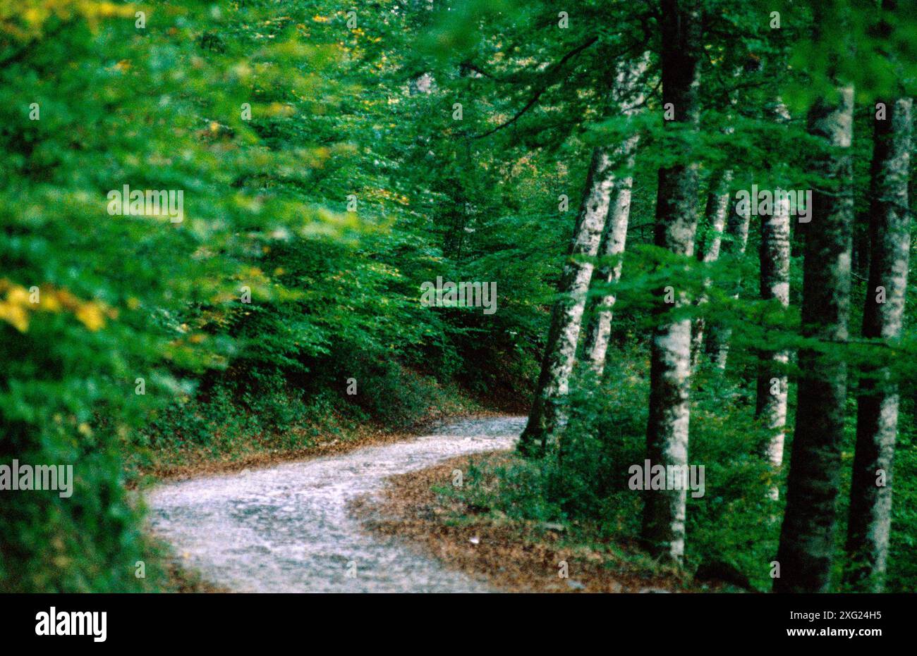 Irati. Navarra. Spain Stock Photo - Alamy