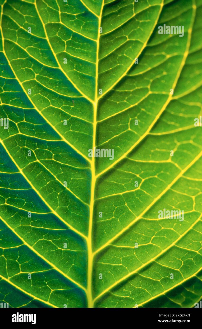 Nerve conduction hi-res stock photography and images - Alamy