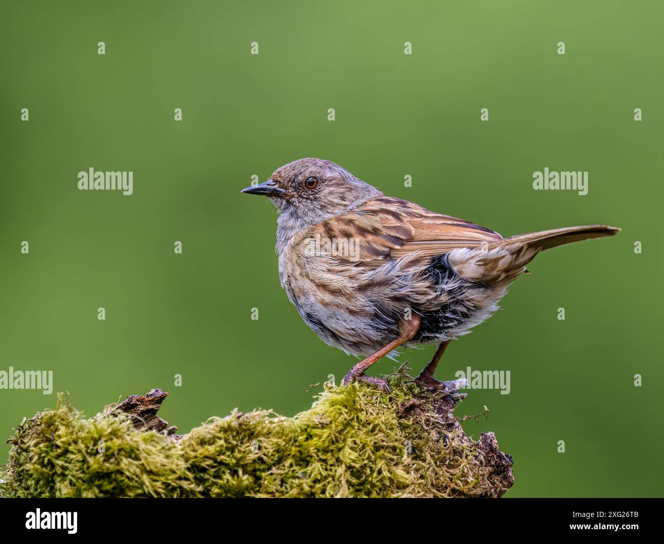 Uk summer birds hi-res stock photography and images - Alamy