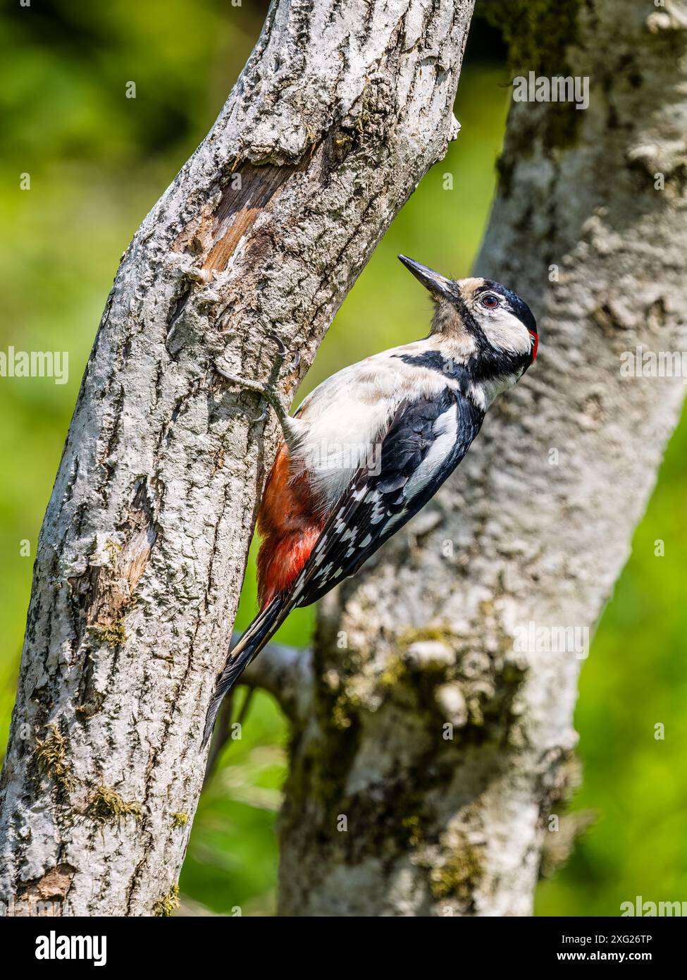Great-spotted woodpecker in summer in mid Wales Stock Photo - Alamy
