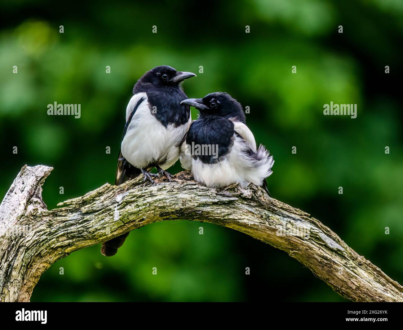Magpies in the garden hi-res stock photography and images - Alamy