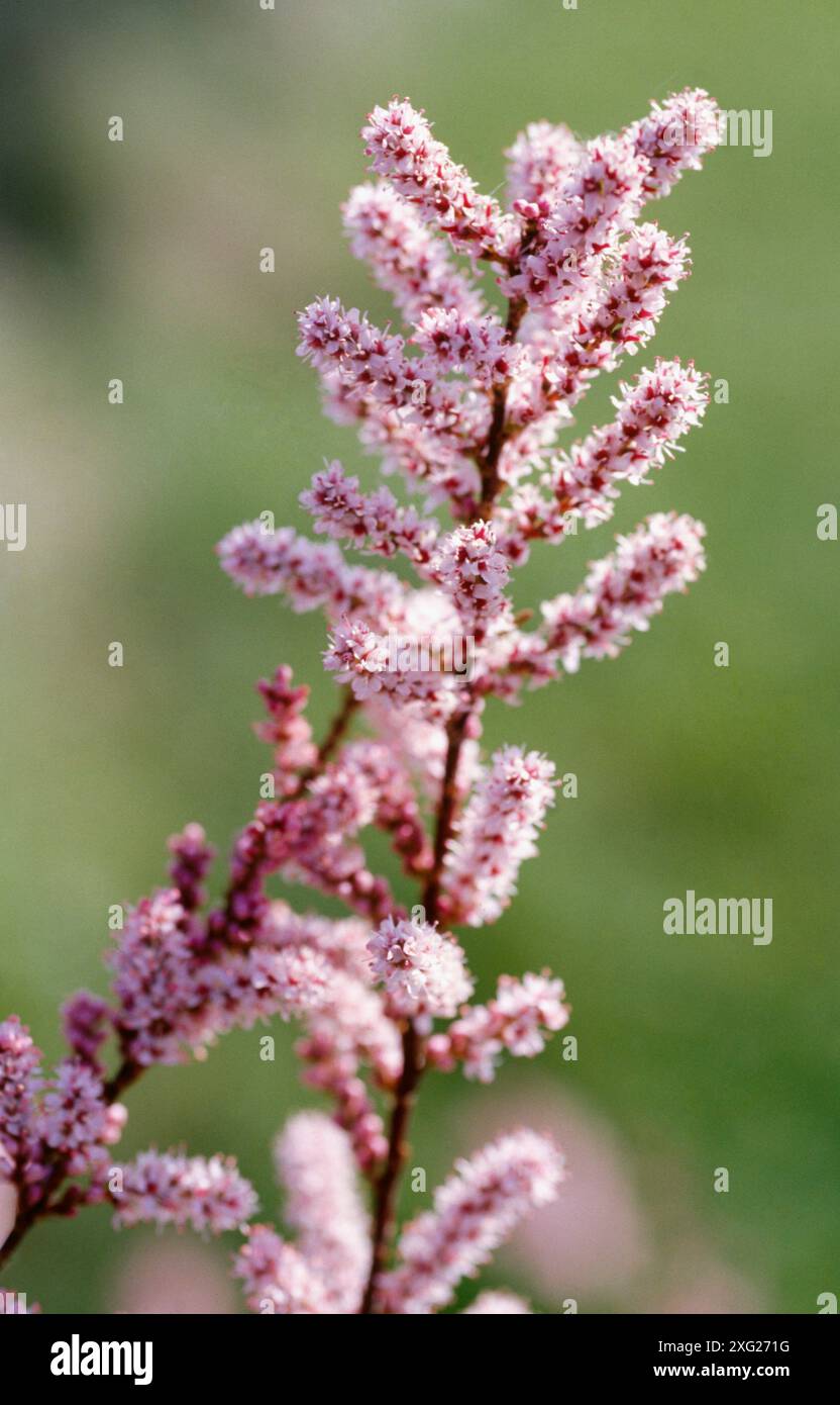 Tamarix africana hi-res stock photography and images - Alamy