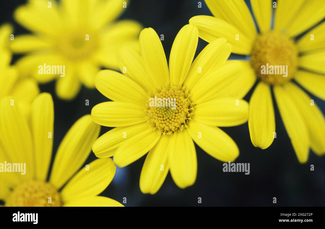 Euryops yellow bush daisy euryops hi-res stock photography and images ...