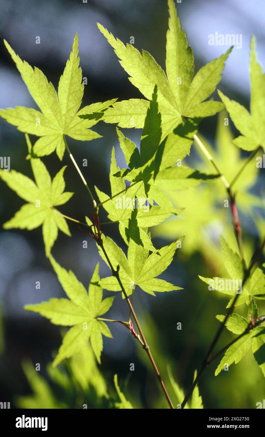 Maple tree (Acer sp.) leaves Stock Photo - Alamy
