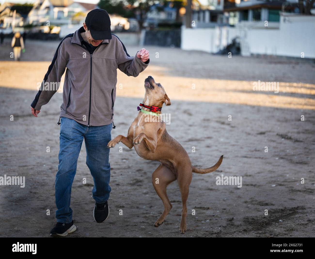 Dog jumping up for treats from its owner at the beach. Auckland Stock ...