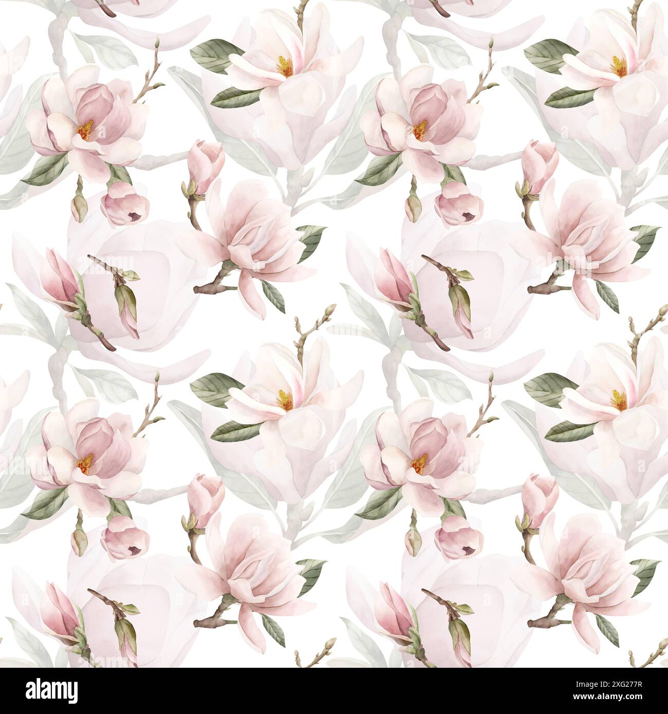 Light pink magnolia branch with buds and leaves. Watercolor floral ...