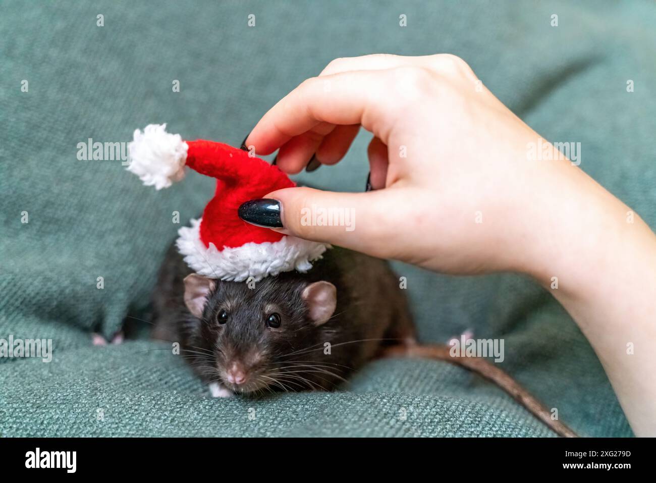Rat Santa hat. Symbol of the Chinese New Year. Funny black rat Dumbo in ...