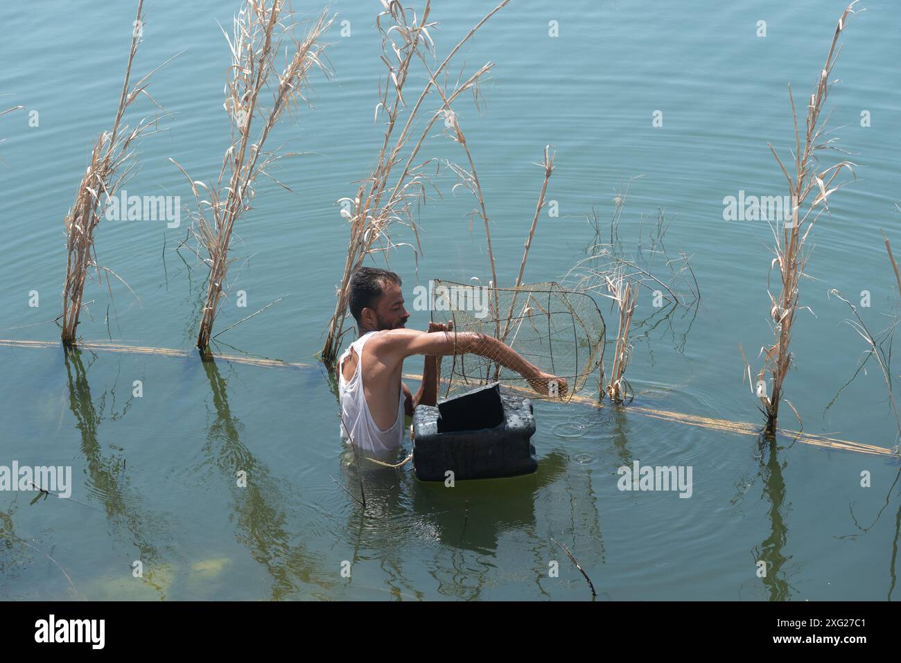 An Egyptian fisherman checks his fish traps using wire baskets and reed ...