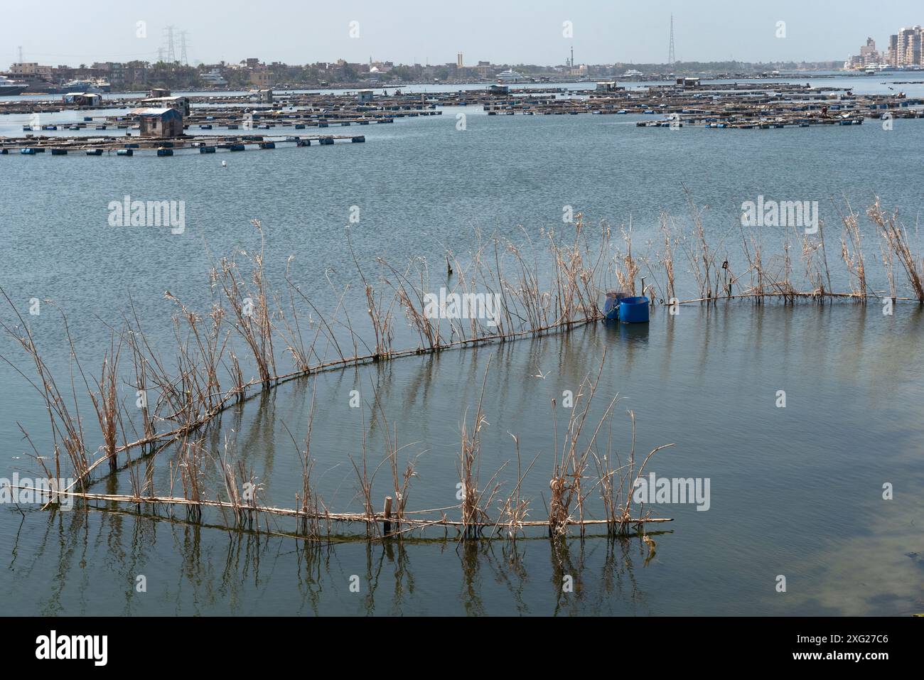 Reed fish traps a typical method of fishing near the fish farms of ...