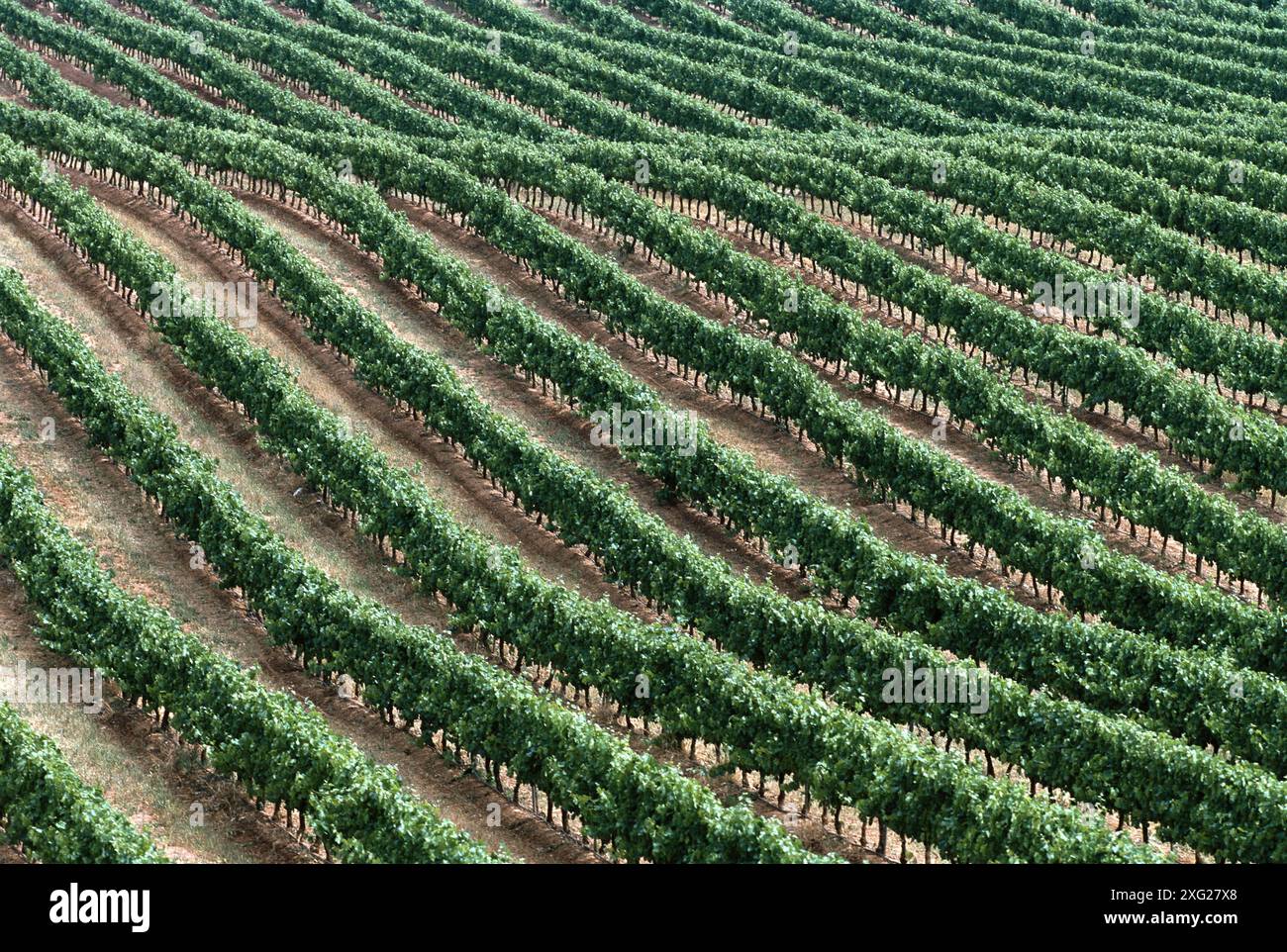 Chardonnay color hi-res stock photography and images - Alamy