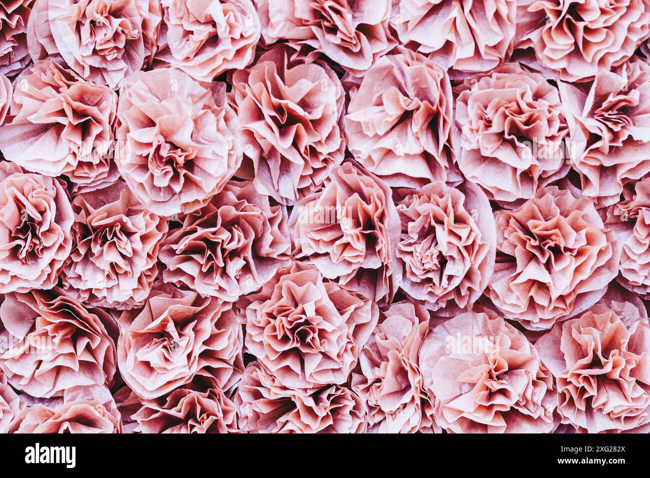 Handmade pink crepe paper flowers to decorate a float in a party Stock ...