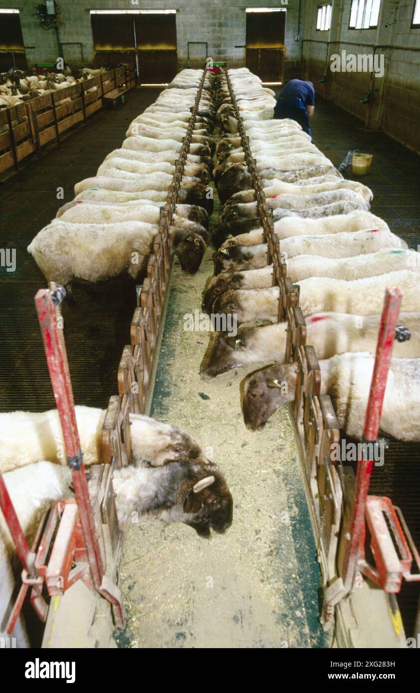 Artificial insemination of sheep (Latxa breed). Legazpi. Guipúzcoa ...