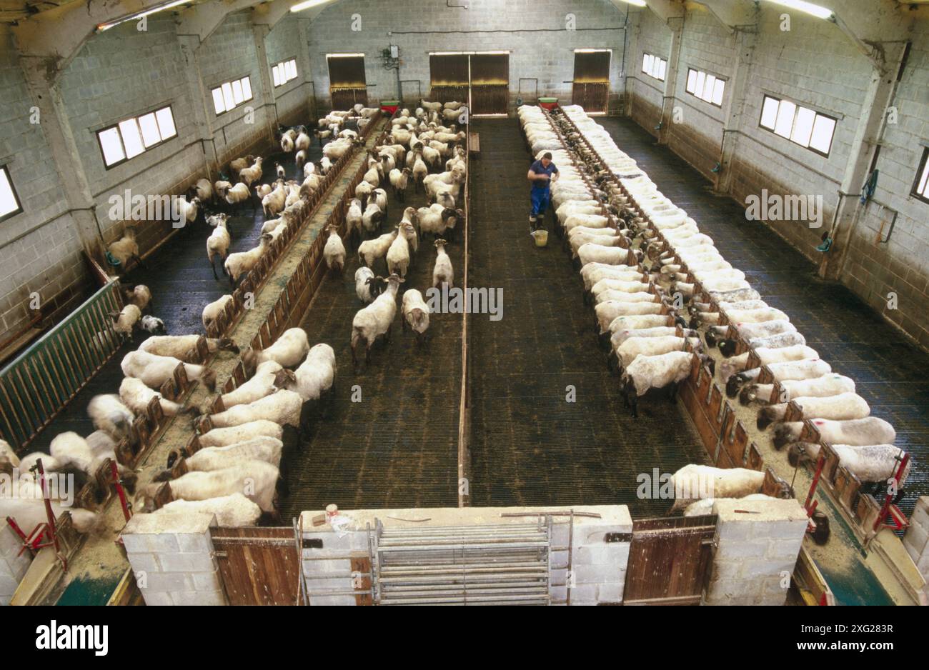 Artificial insemination sheep hi-res stock photography and images - Alamy