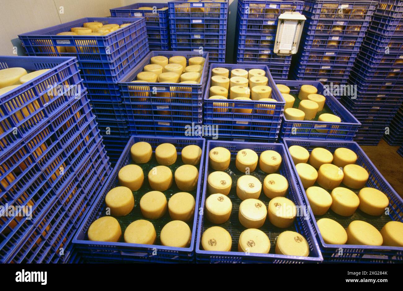 Sheep cheese. Legazpi. Guipúzcoa. Spain Stock Photo - Alamy