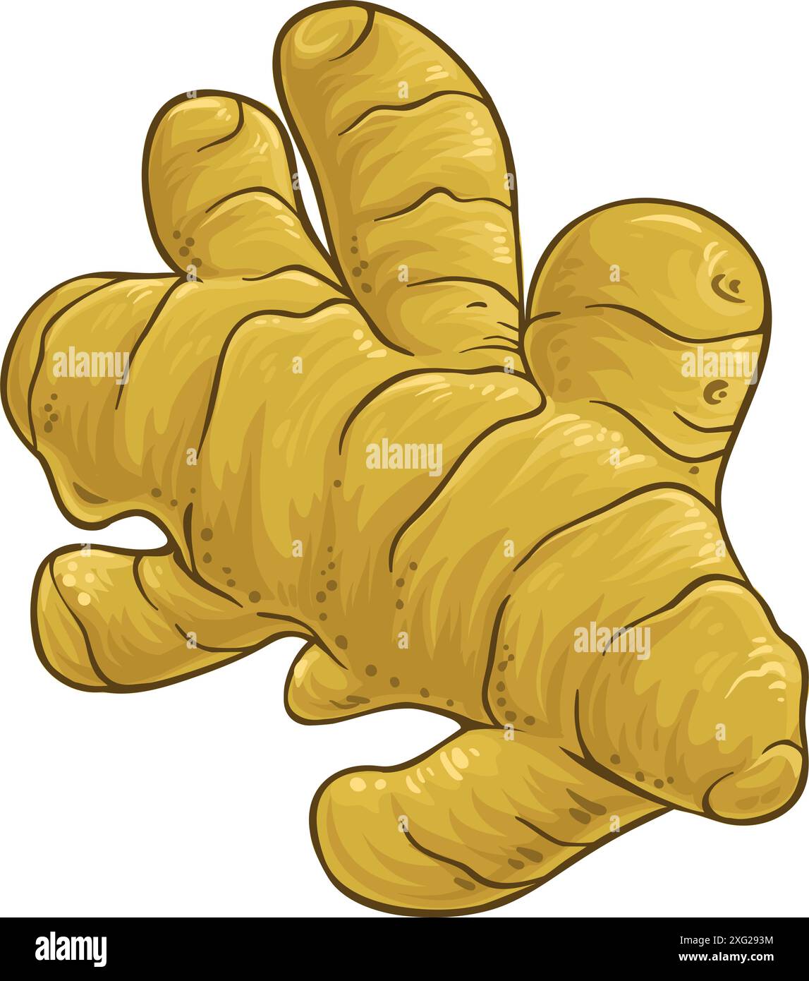 Turmeric Root Colored Detailed Illustration Stock Vector Image & Art ...