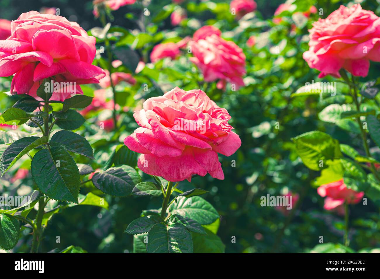 Beautiful blooming rose bush with pink flowers close up in garden or ...