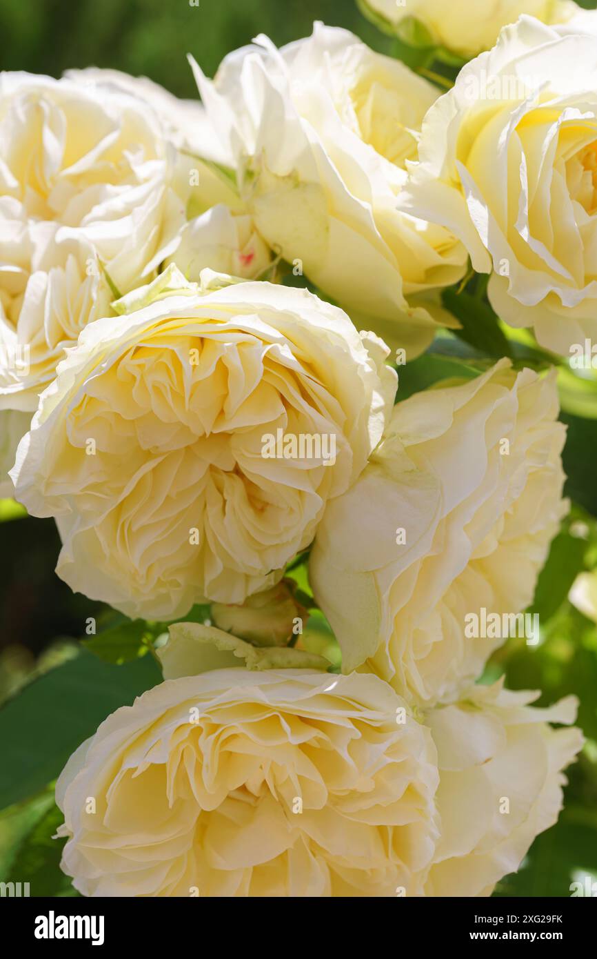 Rose and ivory hi-res stock photography and images - Alamy
