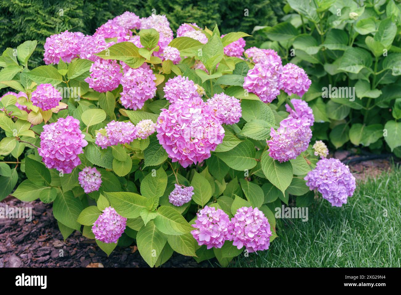 Bush of blooming pink flowers of hydrangea macrophylla Pink Annabelle in the summer garden or ...