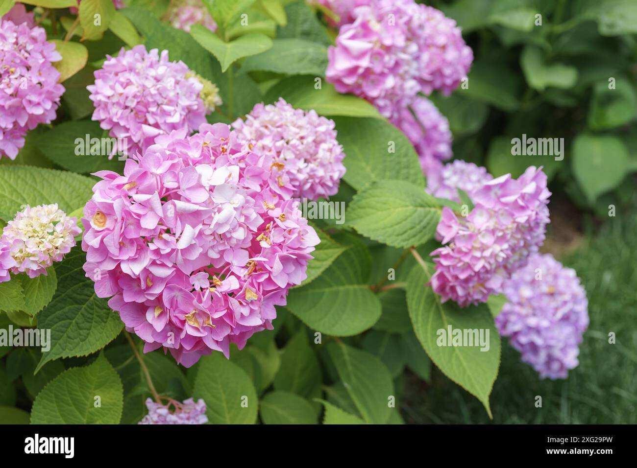 Bush of blooming pink flowers of hydrangea macrophylla Pink Annabelle ...