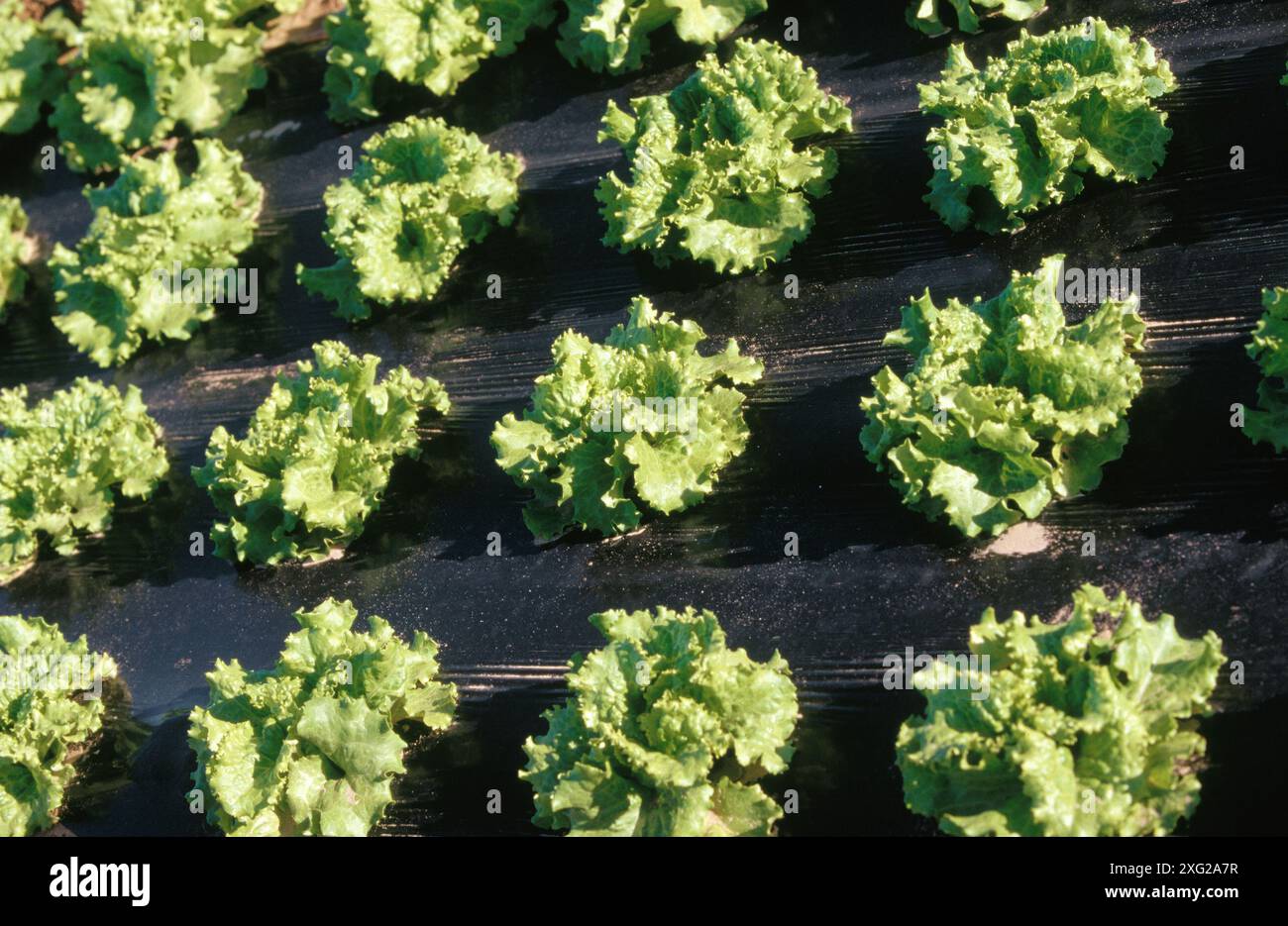 Lettuce field details hi-res stock photography and images - Alamy