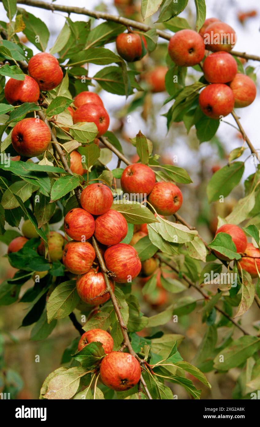 Reineta apple hi-res stock photography and images - Alamy