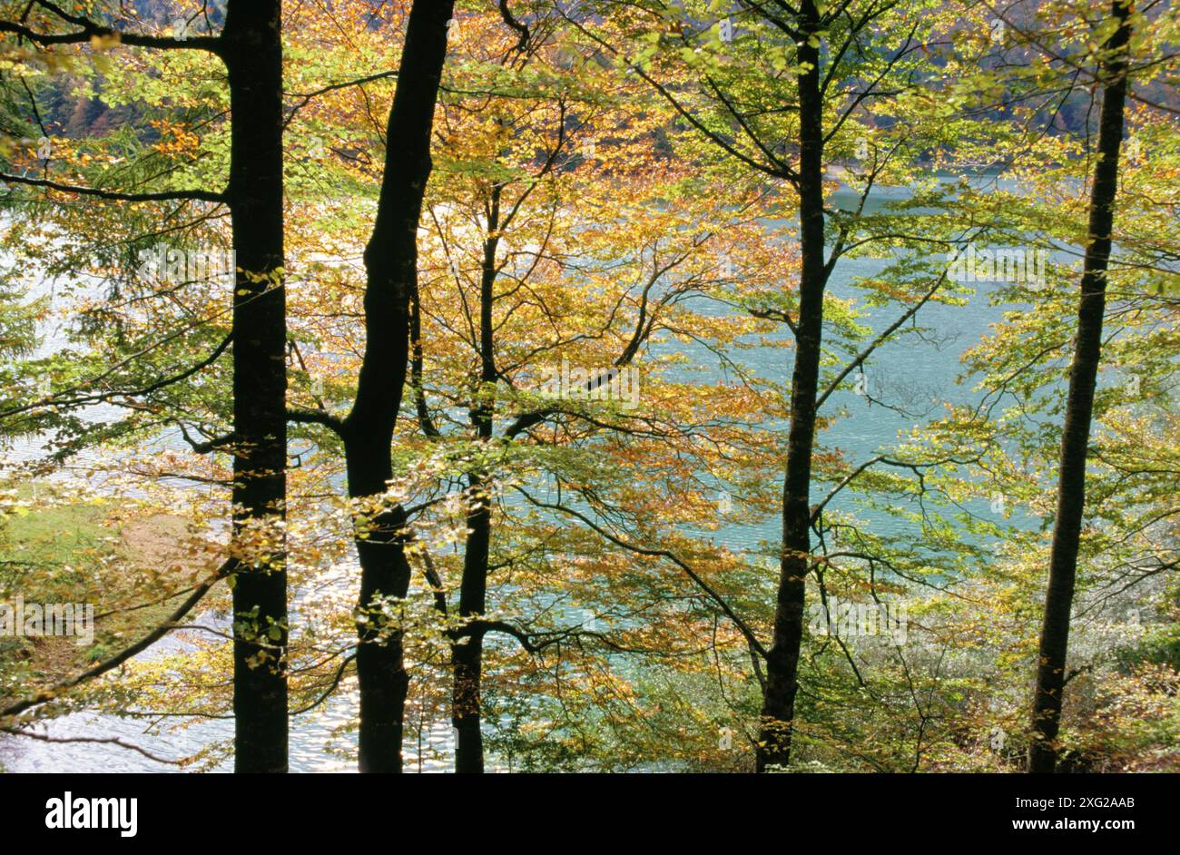 Irabia reservoir & beech wood. Irati forest. Navarre. Spain Stock Photo ...