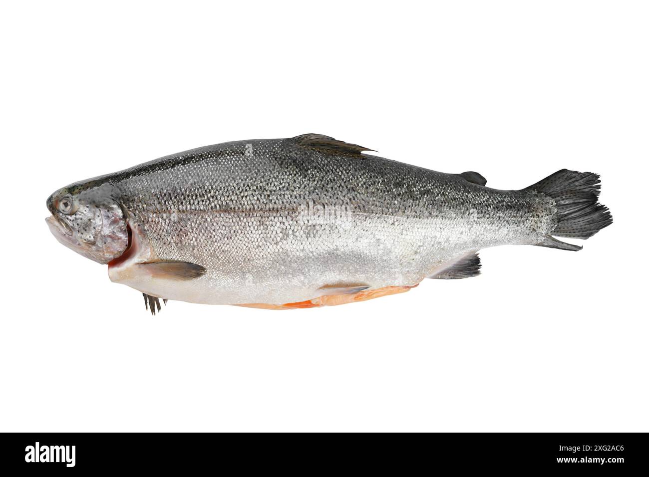 Fresh whole gutted raw fish salmon, trout with scale isolated on white ...