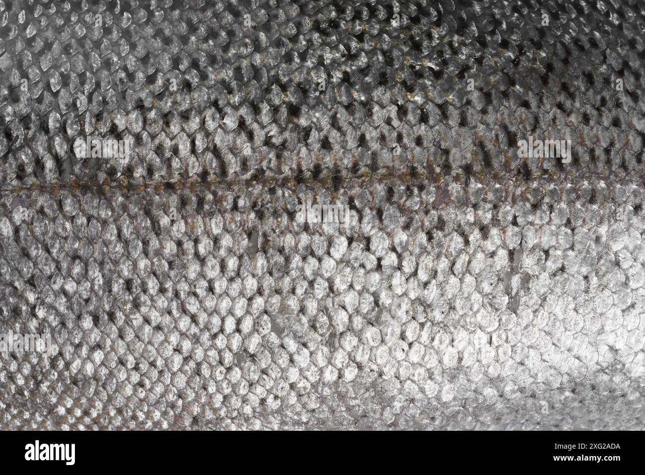 Texture of trout, salmon fish scale macro, close up. Natural food ...