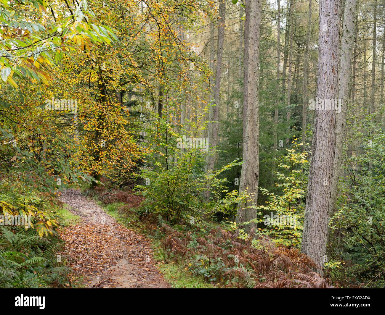 Mixed woodland at Mortimer Forest, Ludlow, Shropshire, UK Stock Photo ...