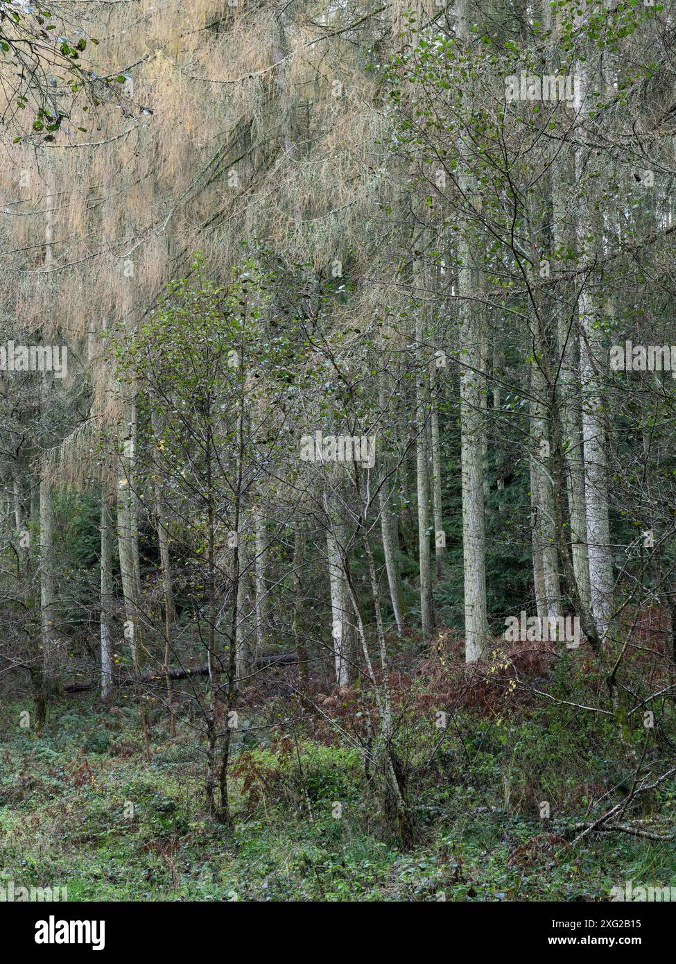 Mixed woodland at Mortimer Forest, Ludlow, Shropshire, UK Stock Photo ...